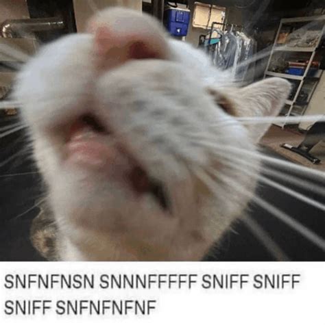Cat Sniff Meme Cat Sniff Cat Meme Discover Share GIFs