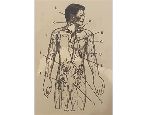 Lymphatic Structures Labeling Quiz