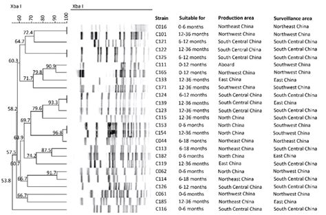 Dendrogram Generated From Pfge Profiles Of Cronobacter Spp Digested