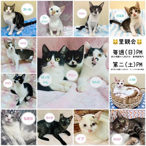 犬猫救済の輪 Tnr日本動物福祉病院 里親会のご紹介ありがとうございます。つぶやき 野良猫とtnr日本動物福祉病院