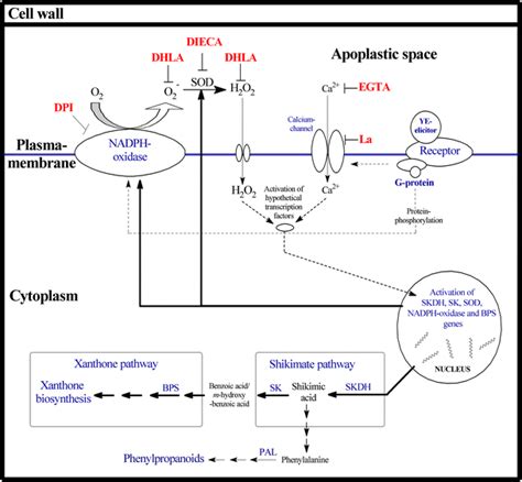 Hypothetical Scheme For Enhancement Of Xanthones In Shoot Cultures Of