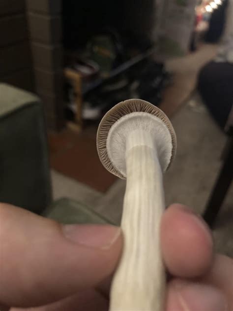 Oooh La La Rveilporn