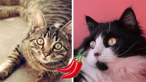Qué hacer si mi gato come chile y por qué hay que evitarlo Petlife