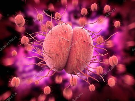 Bacterias Neisseria Gonorrhoeae O Neisseria Meningitidis Gonococo Y