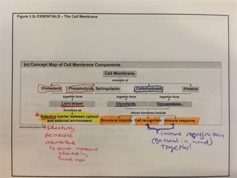 Chapter 3 Compartmentation Cells And Tissues Flashcards Quizlet