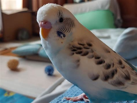 セキセイインコ迷子