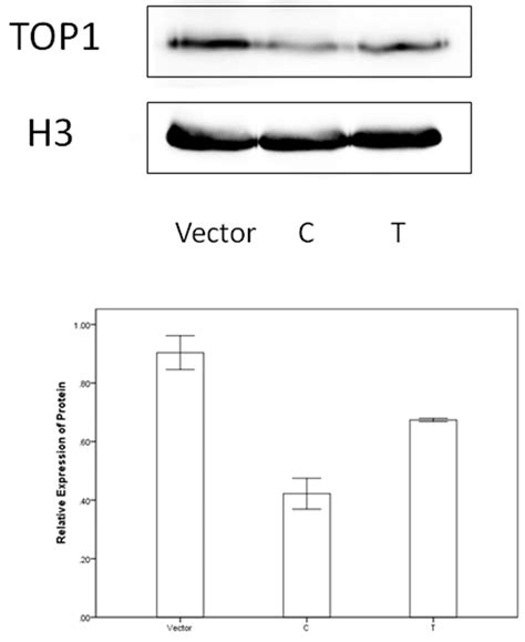 The Western Blotting Results Download Scientific Diagram