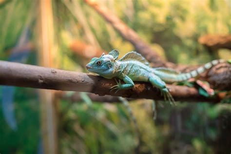 Blue Basilisk Lizard