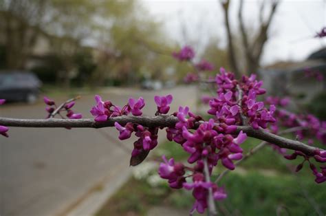 Free Images Nature Branch Blossom Leaf Flower Spring Botany