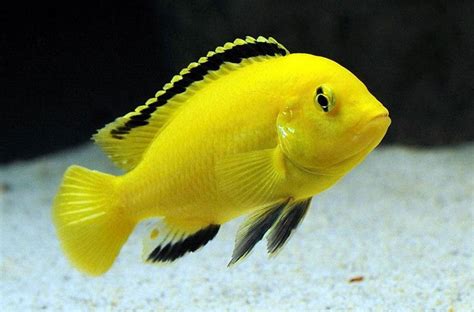 Цихлида Еллоу или Цихлида-колибри (Labidochromis caeruleus)