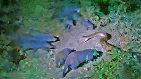 20 Angry Mongooses Try To Rip Python Apart Youtube