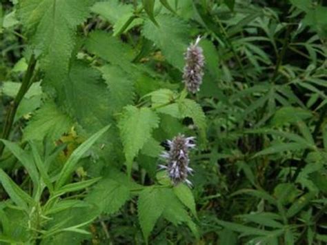 農村路邊上的野草，聞著味道香卻不被重視，但卻能夠除口臭 每日頭條