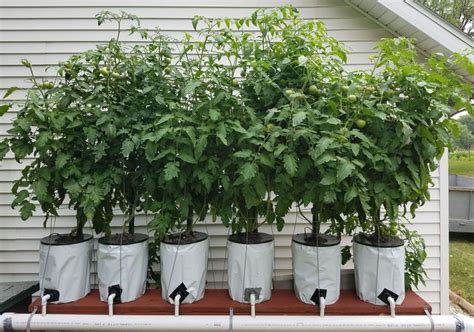 Hydroponics Easy Self Sustaining Beginners Diy Tomato Drip System