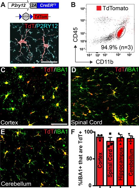 A New Genetic Strategy For Targeting Microglia In Development And Disease ELife