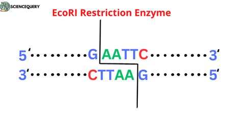 What Is An Ecori Restriction Enzyme Sciencequery