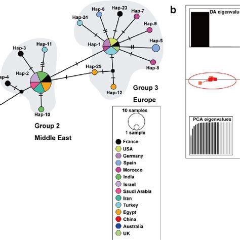 Analysis Of Haplotype Networks A And Pcoa Clustering B For