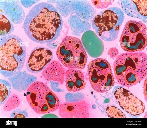 Bone Marrow Cells Coloured Transmission Electron Micrograph TEM Of A