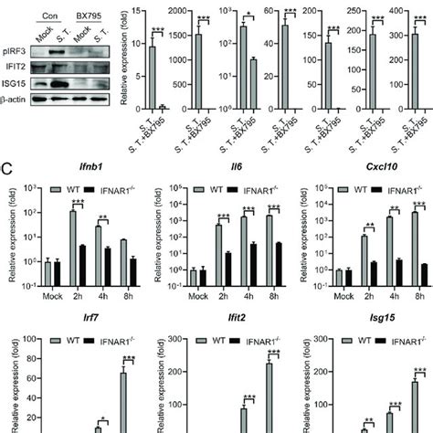 Activation Of Sting Potentiates S Typhimurium Induced Type I Ifn