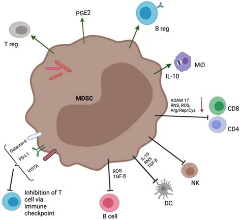 The Crosstalk Between Mdsc And Immune Cells Mdsc Suppress T Cell Download Scientific Diagram
