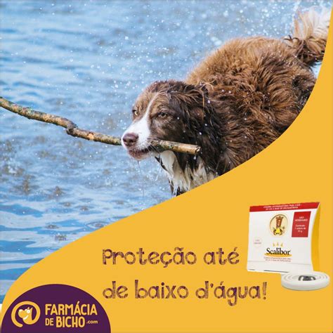 coleira scalibor Blog da Farmácia de Bicho Blog da Farmácia de Bicho