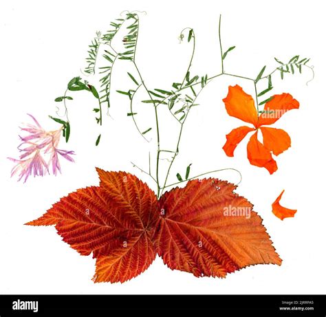 Dried Fall Leaves And Flower Of Plants Isolated On White Background For