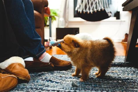 How Much Exercise Does Your Dog Need Pet Hub Usa