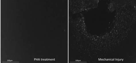 Representative Sections Black White Inverted Following Cell