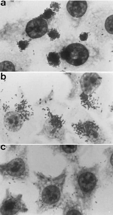 Adherence Patterns Of O119 Strains A Localized Adherence Of An