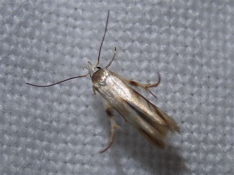 ギンチビキバガ Thiotricha angustella