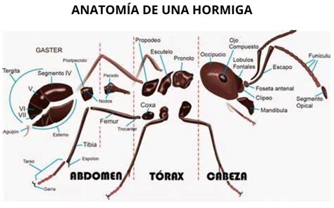 Partes De Una Hormiga TODO HORMIGUEROS