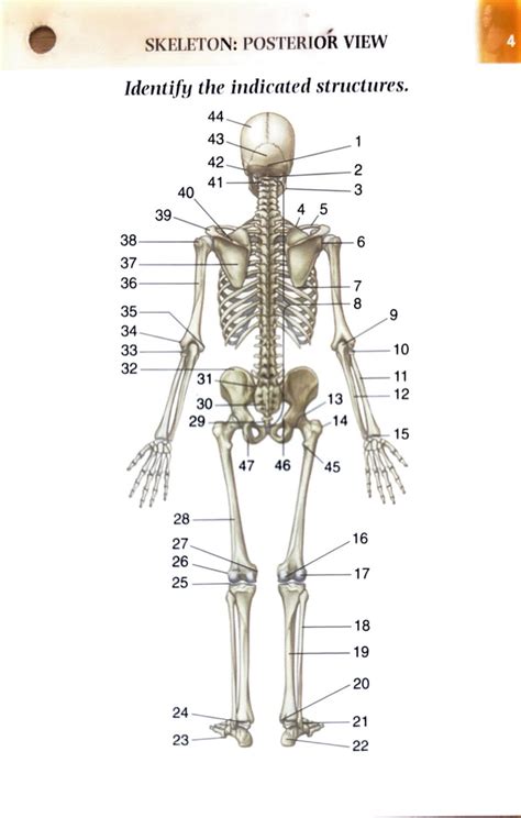 Skeleton Posterior View Diagram Quizlet