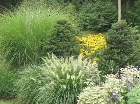 Garden With Bushes And Ornamental Grasses Caring Tips For An