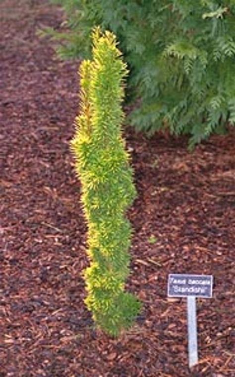 Taxus Baccata Standishi Dwarf Golden English Yew Kigi Nursery