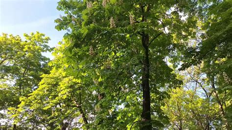 View Into The Canopy Of Deciduous Trees View Into The Canopy Of