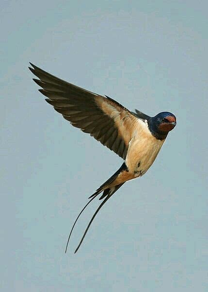 Füsti Fecske Európa Madarai Énekesmadarak