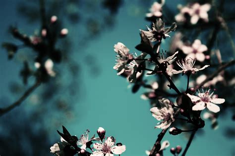 Весняні шпалери для робочого столу