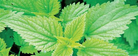 10 Herbs That Kill Viruses And Clear Mucus From Your Lungs