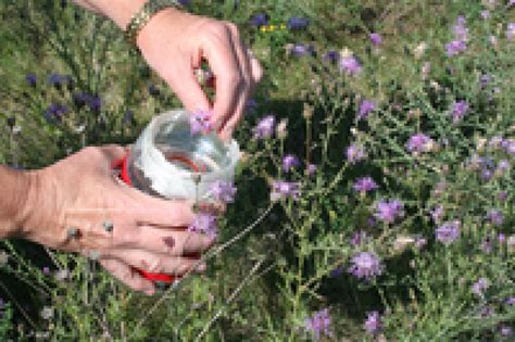 Tiny Weevils New Weapon In War On Noxious Weeds Detroit Lakes Tribune
