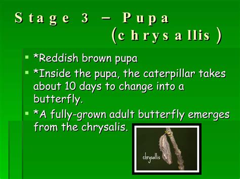 Painted Lady Butterfliespresentation2 PPT