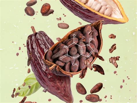 14 Startups Making Cocoa Free And Cell Based Chocolate Alternatives