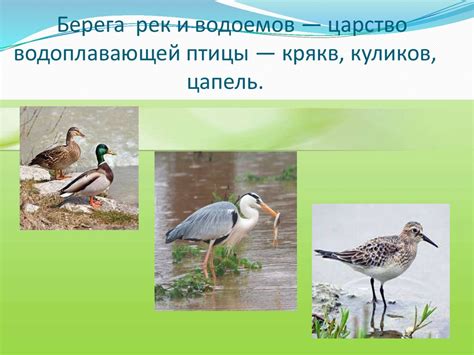 Растительный и животный мир Луганщины презентация онлайн