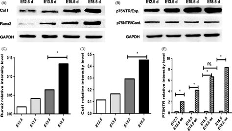 western blot assay showed that the expressions of col‐1 and runx2