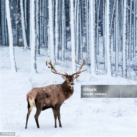 겨울 눈 숲에서 귀족 사슴 남성입니다 정사각형 이미지입니다 가축떼에 대한 스톡 사진 및 기타 이미지 가축떼 엘크 겨울