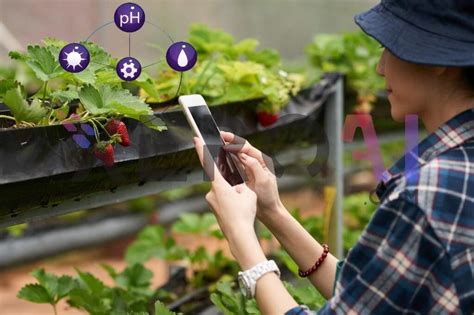 Fruit Sorting And Monitoring Using Deep Learning Xeroai