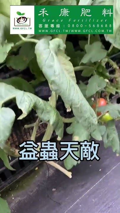 禾康單質肥 ，禾康即溶配方肥搭配好用，溫室露天都好用，搭配有益菌一起用效果更好。國產推薦肥料 有機審字號肥料 微生物肥料好康633