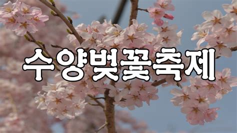 서울벚꽃명소 국립서울현충원 수양벚꽃축제 Youtube