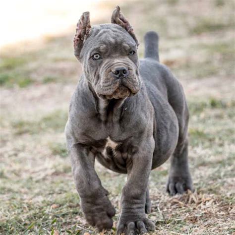 Cría De Cane Corso Venta De Cane Corsos Comprar Cachorros Cane