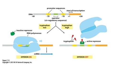 Regulation Of Gene Expression Flashcards Quizlet