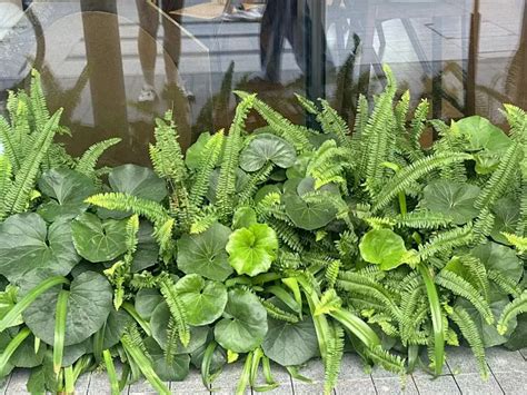 大吴风草肾蕨混种 花瓣网