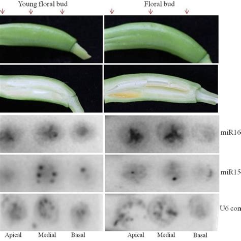 Spatio Temporal Expression Of Mir164 And Mir159 By Tissue Printing